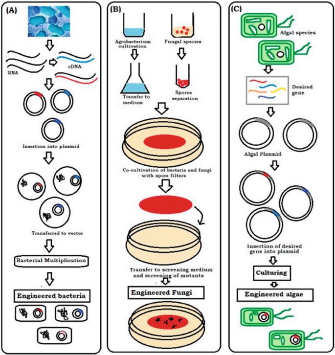 Genomically Enhanced Microorganisms (GEMs): Biological Gems in the ...