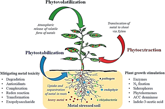 Phytoremediation of Heavy Metal Pollutants Using Fungi | Springer ...