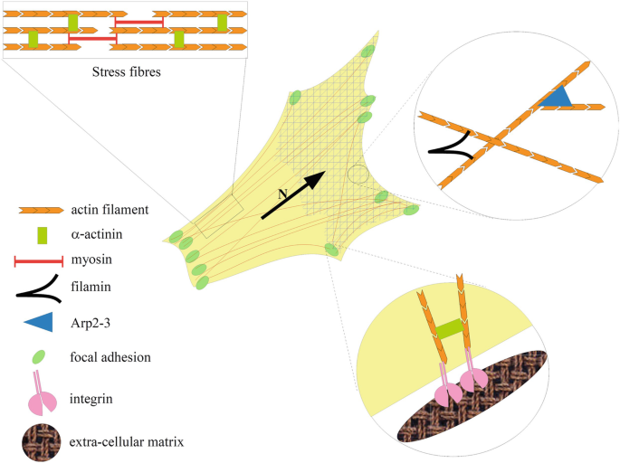 The Effect of Substratum Stiffness and Stochasticity on Cell ...