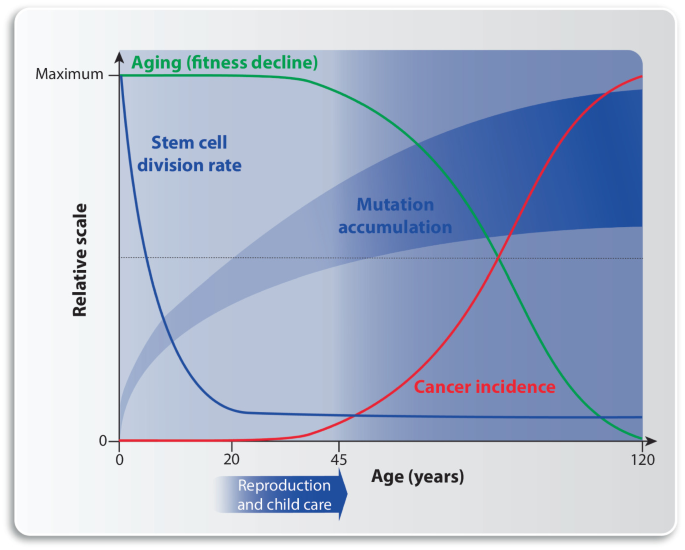 Human Genome, Development, Evolution and Aging | SpringerLink