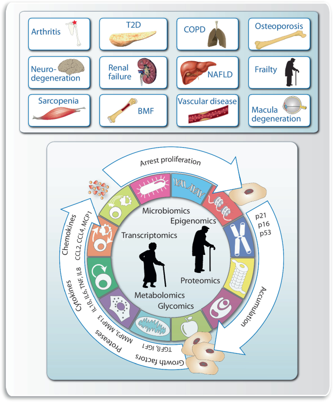Human Genome, Development, Evolution and Aging | SpringerLink