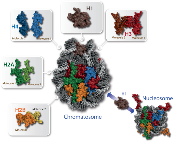 Principles of Gene Expression and Epigenetics | Springer Nature Link