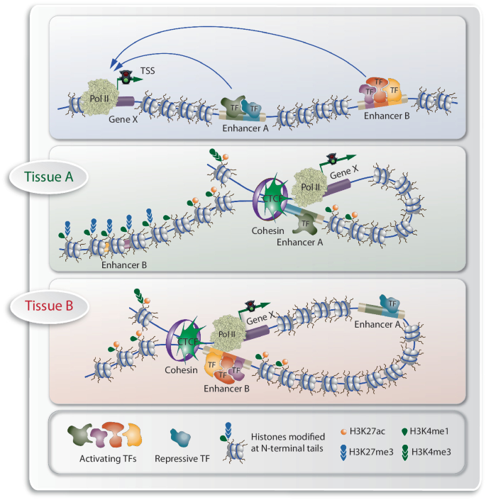 Principles of Gene Expression and Epigenetics | SpringerLink