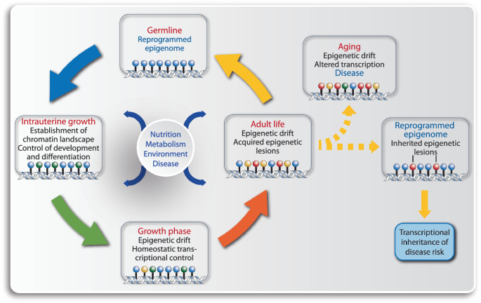 Epigenetics, Memory and Aging | SpringerLink