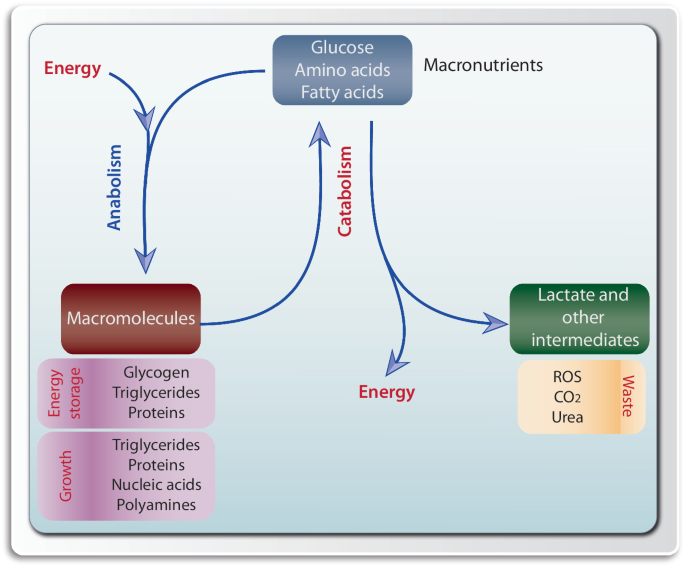 Biochemistry of Aging | SpringerLink