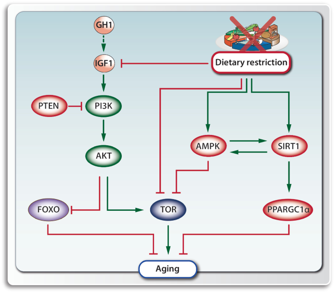 Biochemistry of Aging | SpringerLink