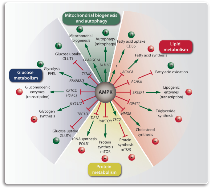 Molecular and Cellular Basis of Aging | SpringerLink