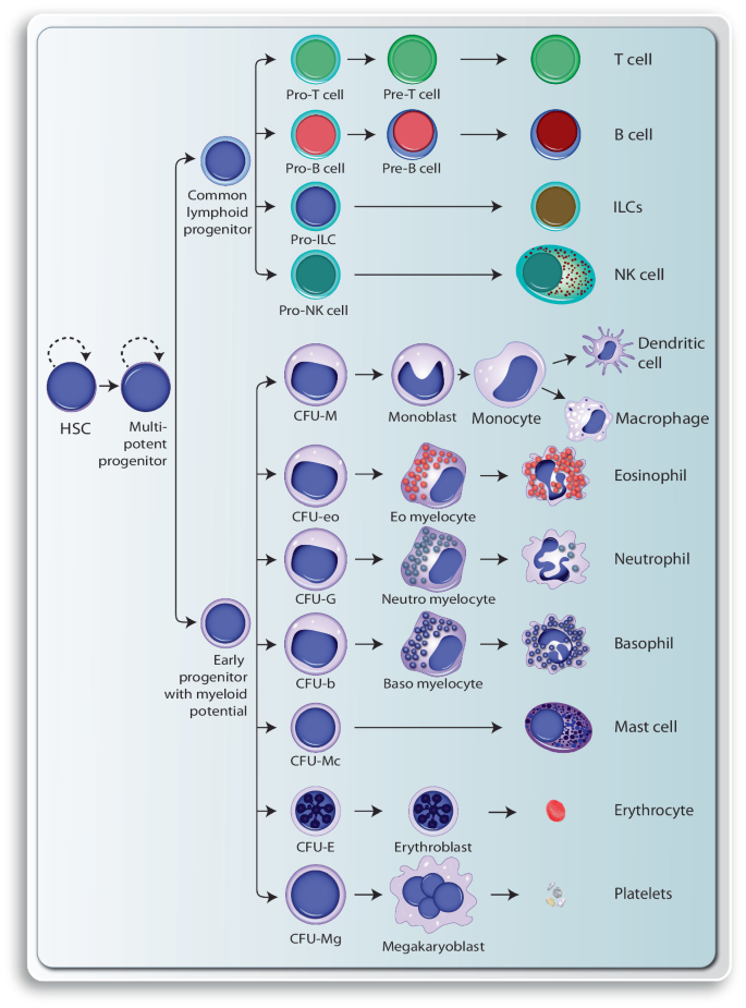 Molecular and Cellular Basis of Aging | SpringerLink