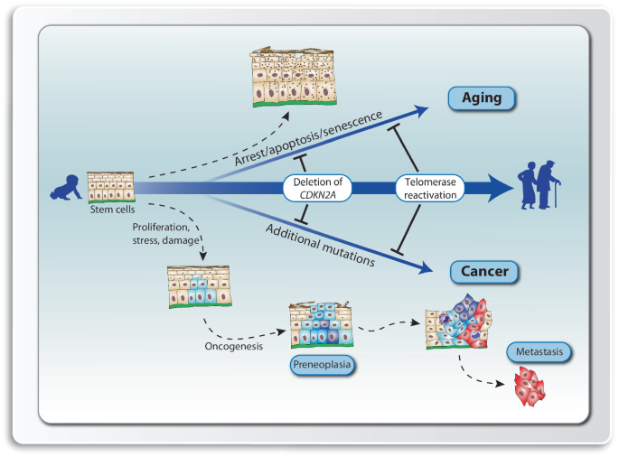 Molecular and Cellular Basis of Aging | SpringerLink