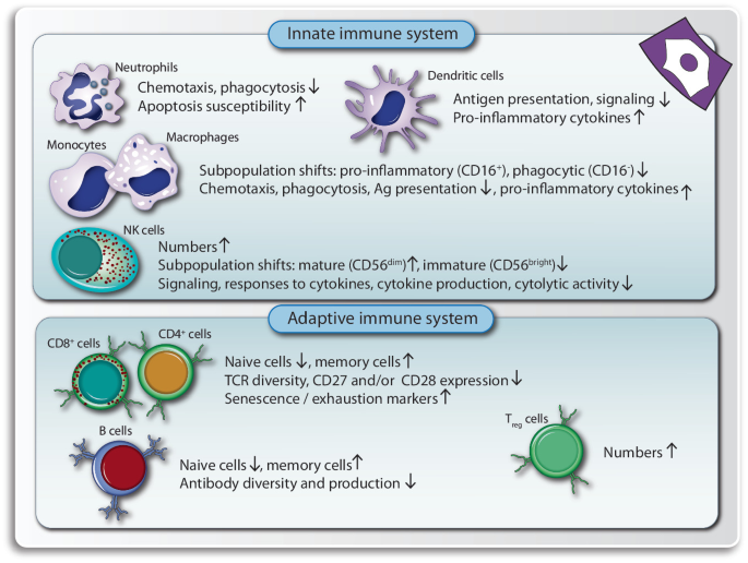 Immunity and Aging | SpringerLink