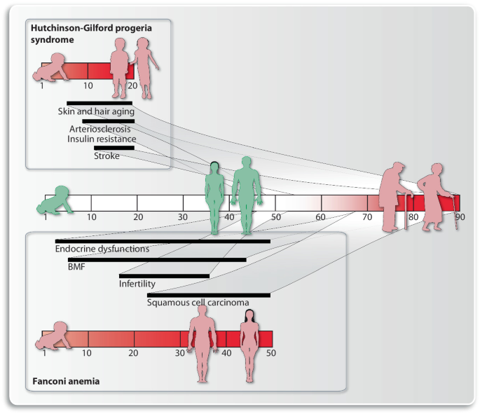 Premature Aging | SpringerLink