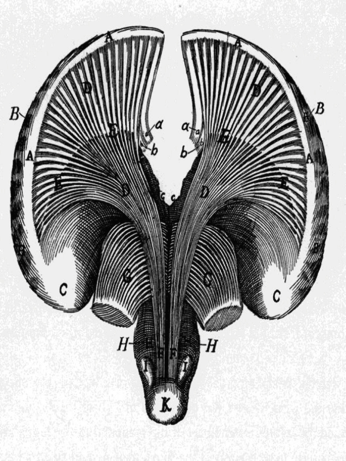 Brain Tumor Anatomy with Tractography Fluorescence and Confocal ...