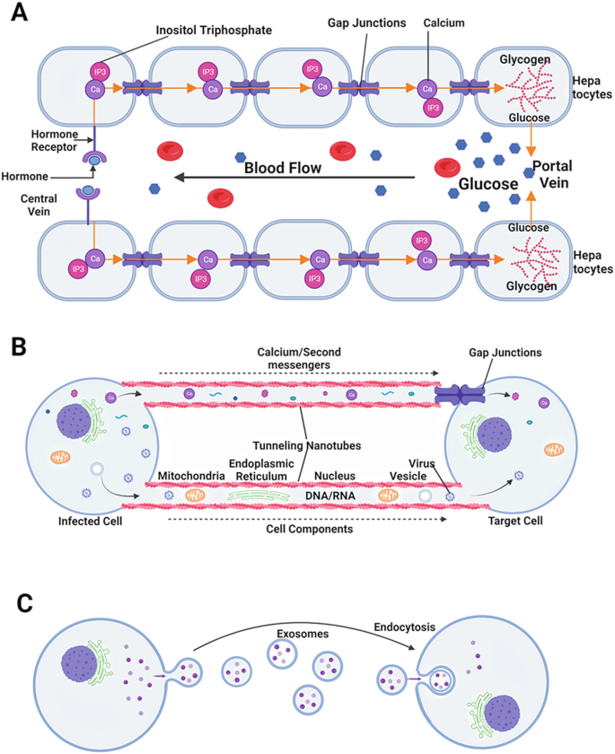 Mechanisms of Intracellular Communication in Cancer and Pathogen ...