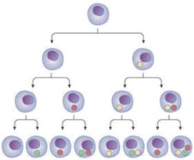 Networks as Models of Organoid Cultures and Brain Research | SpringerLink
