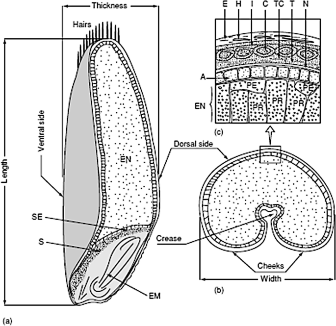 Wheat Seed Parts Diagram