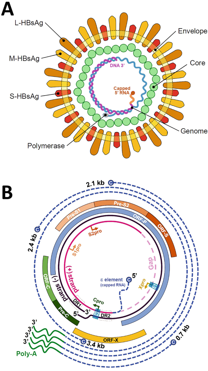 Hepatitis B Virus and Hepatocellular Cancer: Molecular Mechanisms and ...