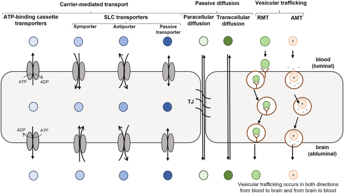 Transporter-Mediated Drug Delivery to the Brain | SpringerLink