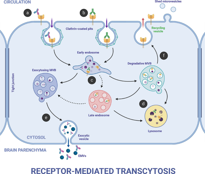 Mechanisms and Methods for Evaluating Drug Delivery via Transcytosis to ...