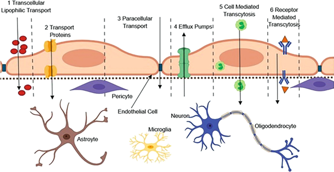 In Vitro Blood–Brain Barrier Studies | SpringerLink