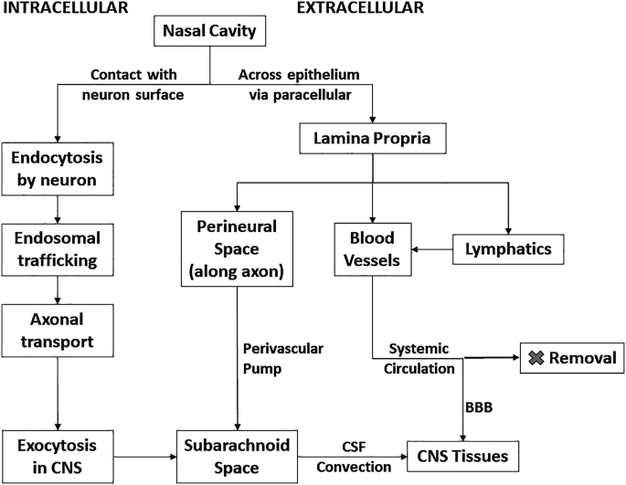 Intranasal Delivery of Drugs to the Central Nervous System | SpringerLink