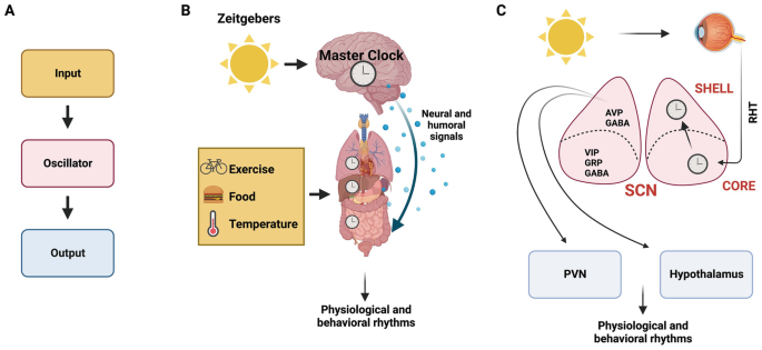 Circadian Regulation of Sleep: From Genes to Circuits | SpringerLink