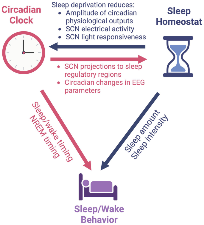 Circadian Regulation of Sleep: From Genes to Circuits | SpringerLink