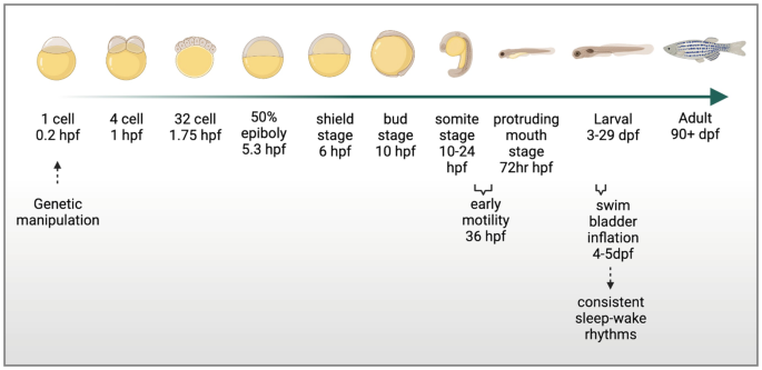 The Genetics of Sleep in Zebrafish | SpringerLink