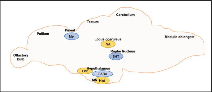The Genetics of Sleep in Zebrafish | SpringerLink