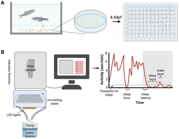 The Genetics of Sleep in Zebrafish | SpringerLink