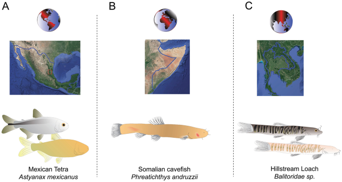 Evolved Loss of Sleep and Circadian Rhythms in Cavefish | SpringerLink