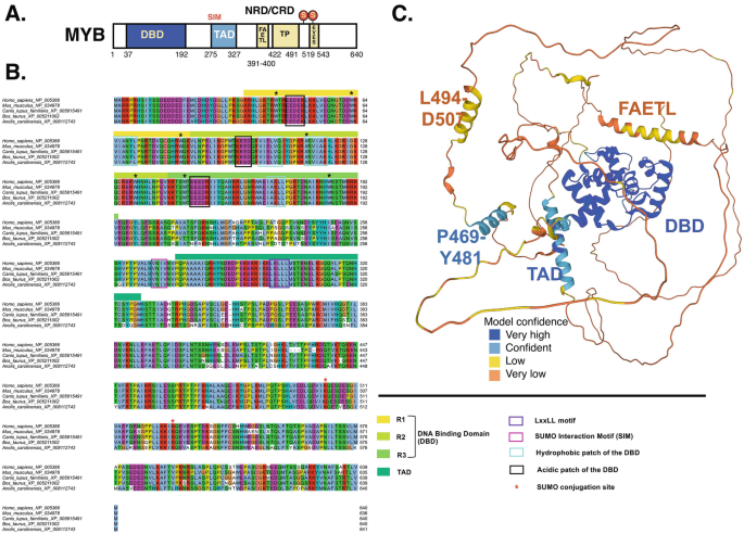 MYB: A Key Transcription Factor in the Hematopoietic System Subject to ...
