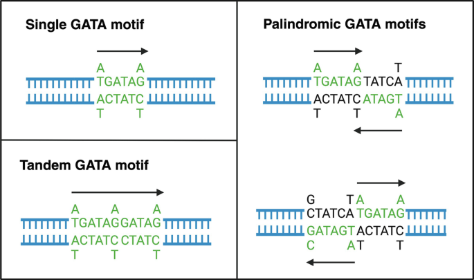 GATA1 in Normal and Pathologic Megakaryopoiesis and Platelet ...