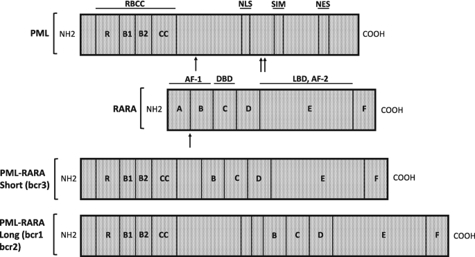 Function of PML-RARA in Acute Promyelocytic Leukemia | SpringerLink