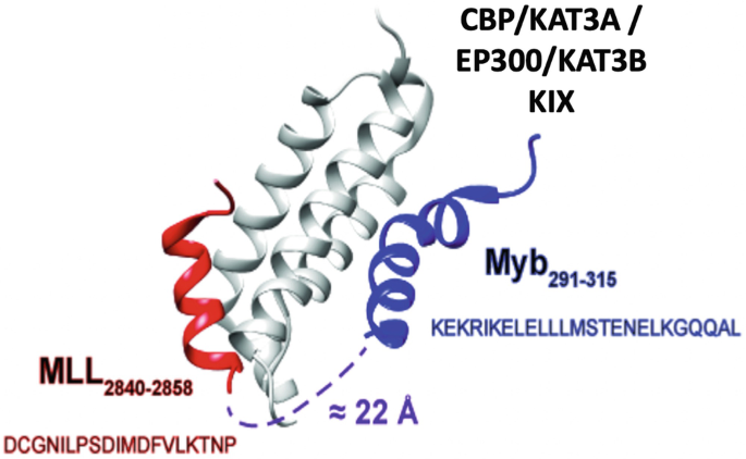 MYB as a Critical Transcription Factor and Potential Therapeutic Target ...