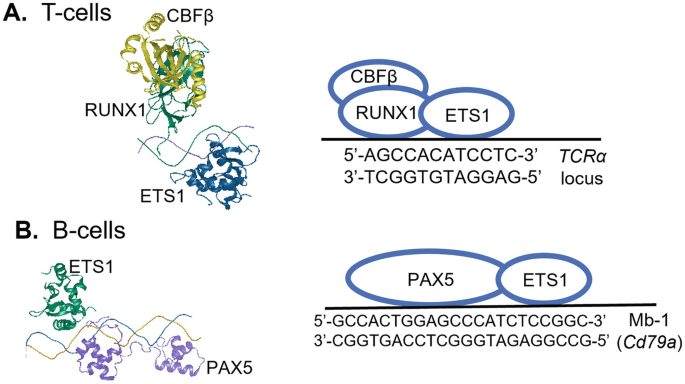 ETS1 Function in Leukemia and Lymphoma | SpringerLink