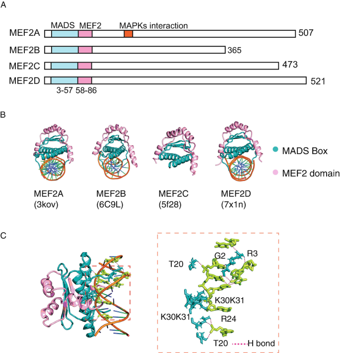 The Molecular and Biological Function of MEF2D in Leukemia | SpringerLink