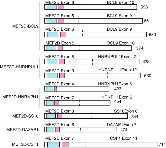 The Molecular and Biological Function of MEF2D in Leukemia | SpringerLink