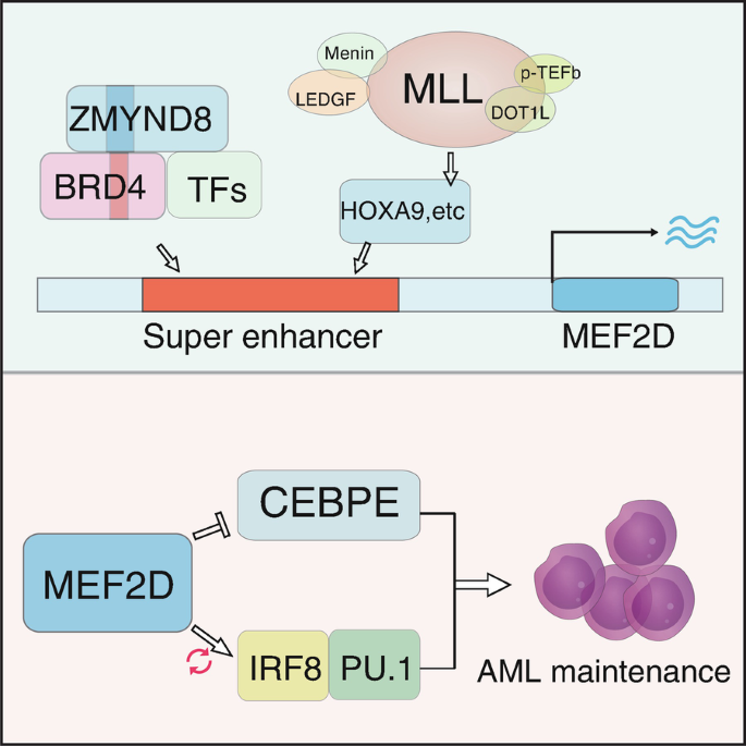 The Molecular and Biological Function of MEF2D in Leukemia | SpringerLink