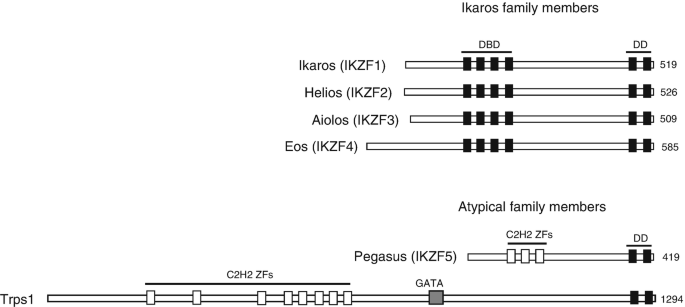 IKAROS Family Transcription Factors in Lymphocyte Differentiation and ...