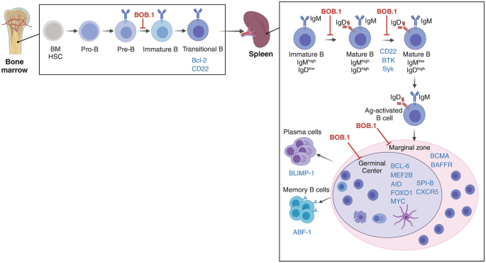 The Role of the Transcriptional Coactivator BOB.1/OBF.1 in Adaptive ...