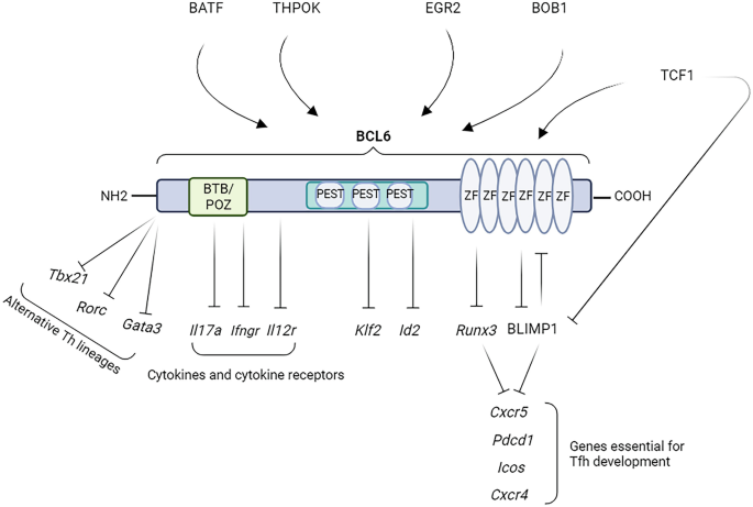 Key Functions of the Transcription Factor BCL6 During T-Cell ...