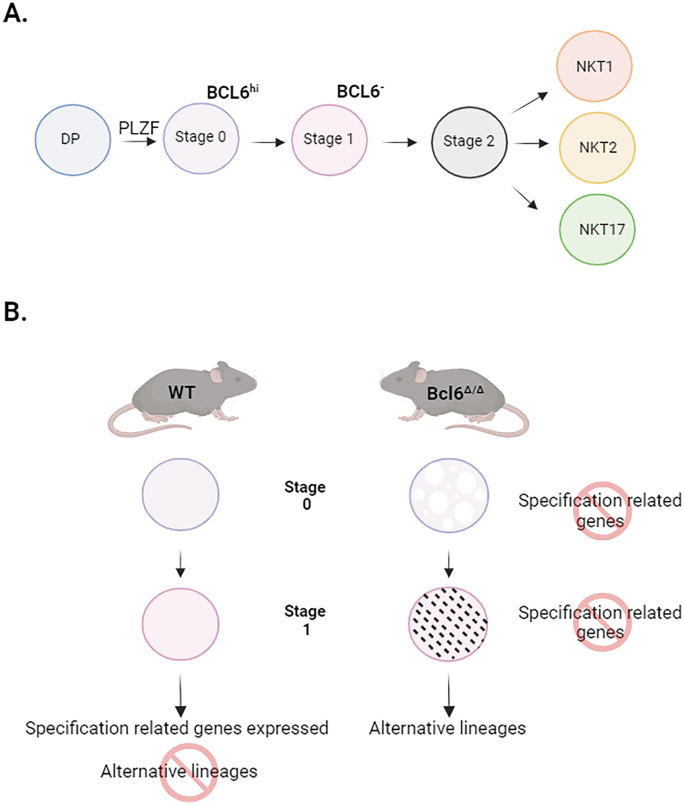 Key Functions of the Transcription Factor BCL6 During T-Cell ...