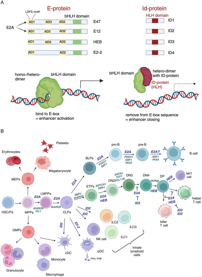 The Function of E2A in B-Cell Development | SpringerLink