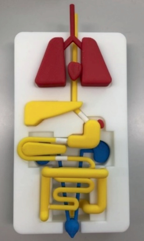 Improvements of Tabletop Model of Internal Organs for Anatomy Learning ...