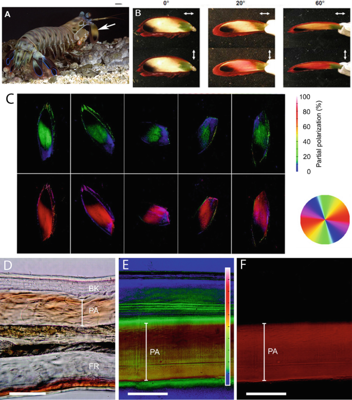 Polarization Signals in Crustaceans and Insects | SpringerLink