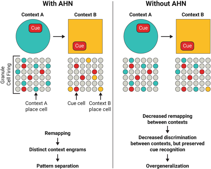Adult Neurogenesis, Context Encoding, and Pattern Separation: A Pathway for Treating ...