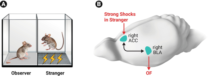 Understanding Others’ Distress Through Past Experiences: The Role of ...