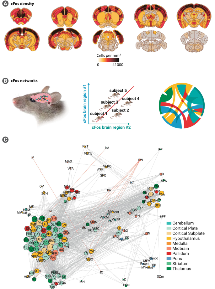 Engrams: From Behavior to Brain-Wide Networks | SpringerLink