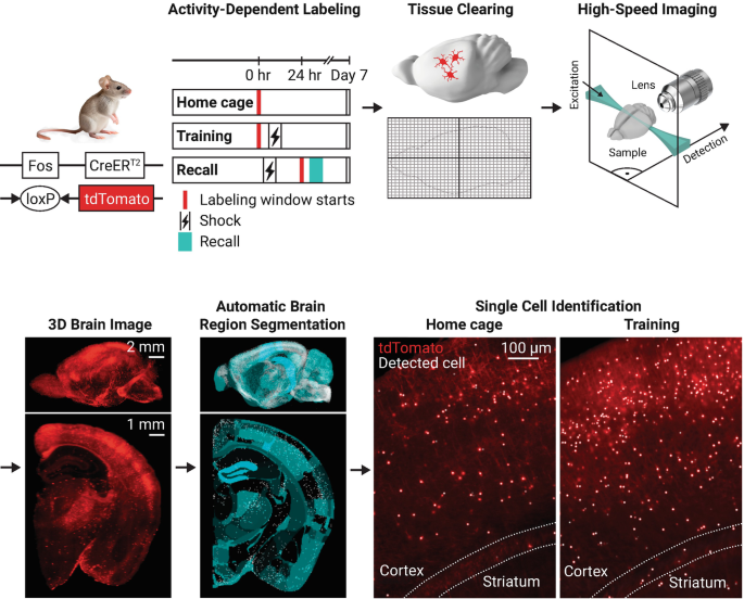 Memory Storage in Distributed Engram Cell Ensembles | SpringerLink