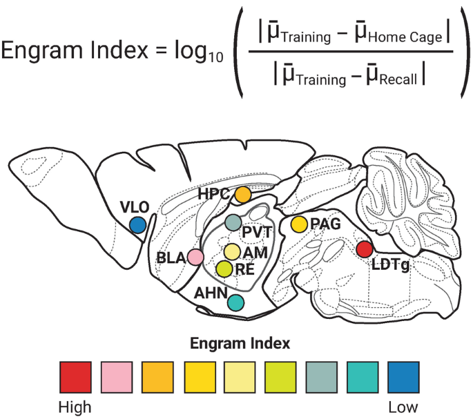 Memory Storage in Distributed Engram Cell Ensembles | SpringerLink